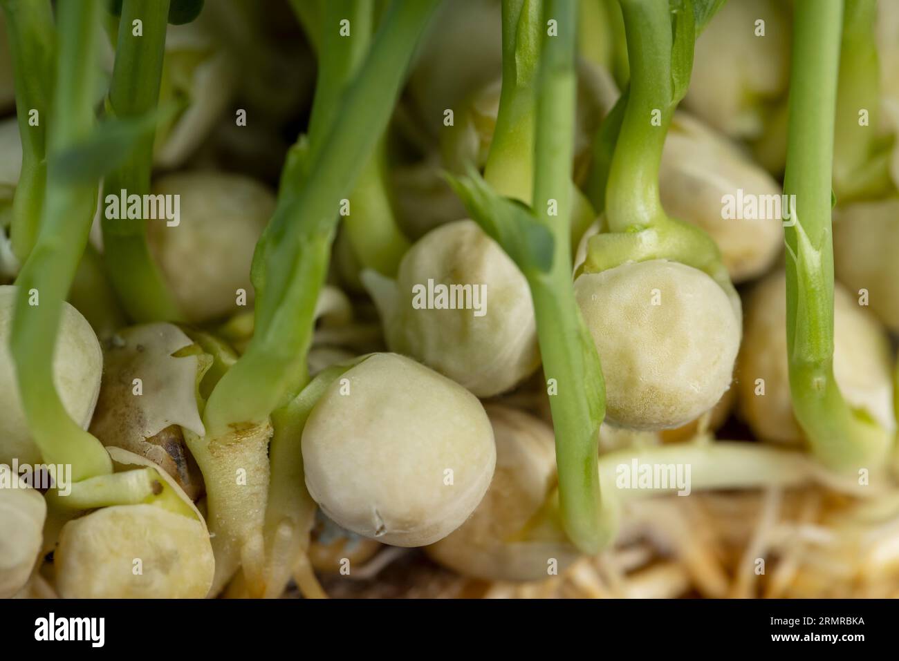 Root system of soybean hi-res stock photography and images - Alamy