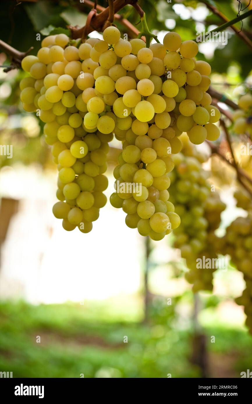 Gold grapes hi-res stock photography and images - Alamy