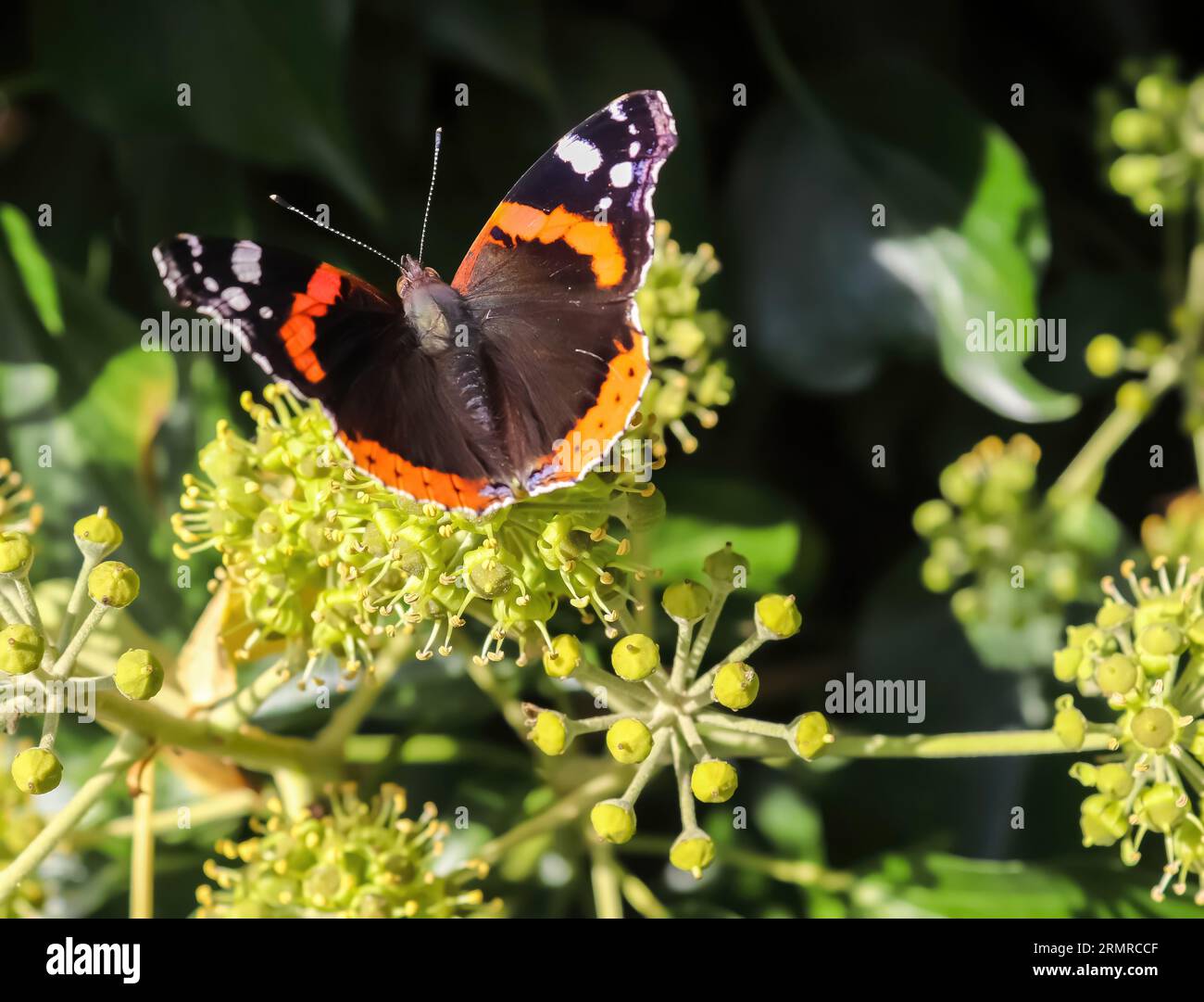 Red Admiral Butterfly. Vanessa Atalanta Sitting On A Blooming Ivy Stock ...