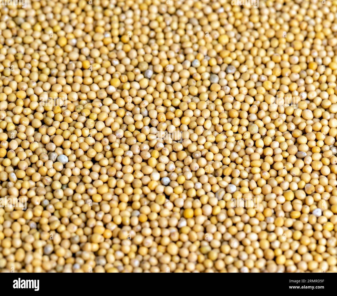 Mustard seeds are orange in color and small in size, small mustard ...