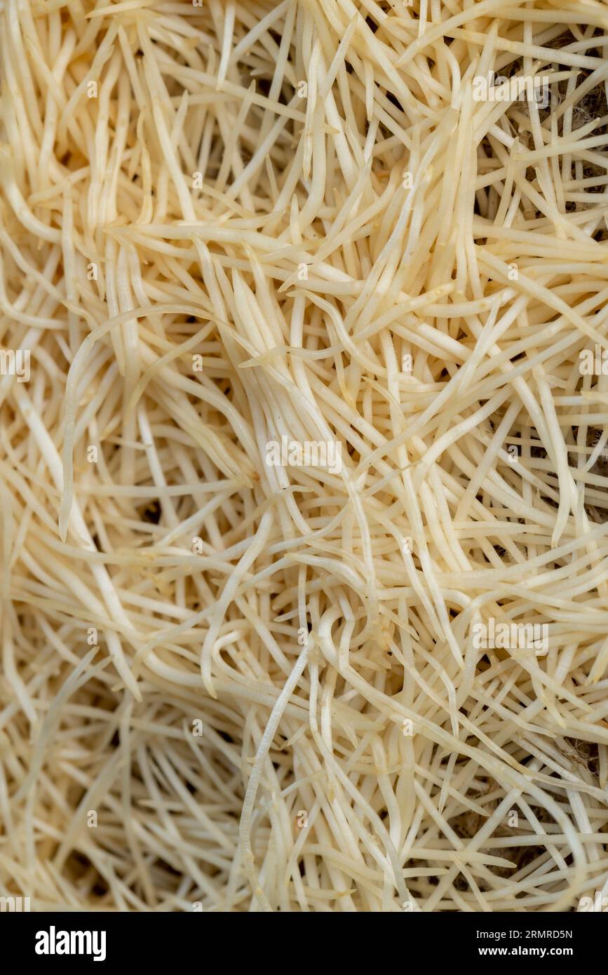 A large number of pea roots are light yellow in color, the thin root ...