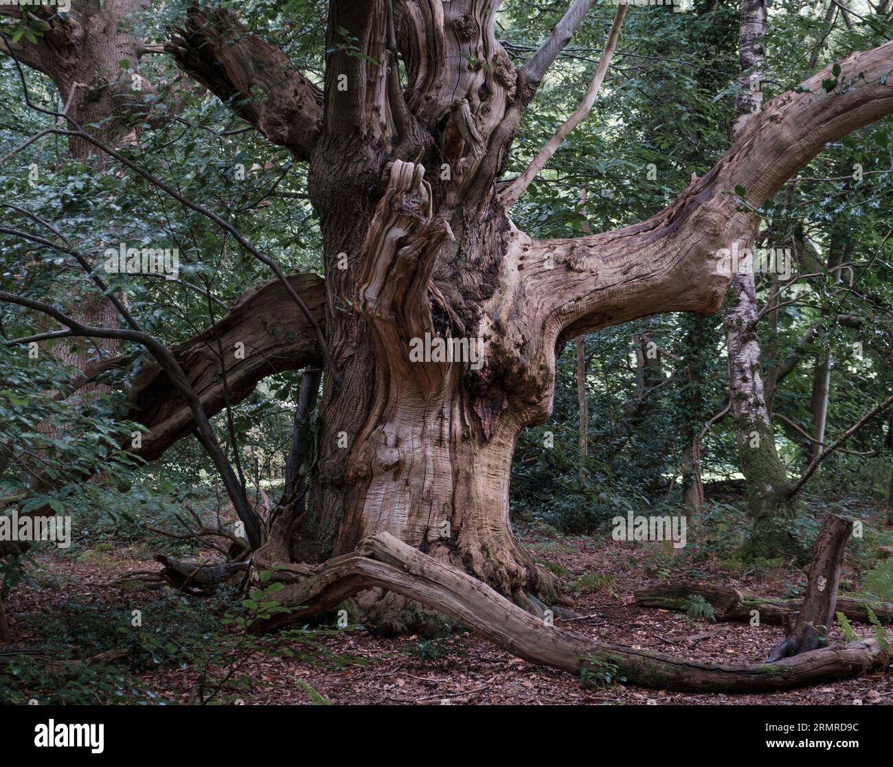 Old Master of the woodland. Ancient leafless giant Oak trees still ...