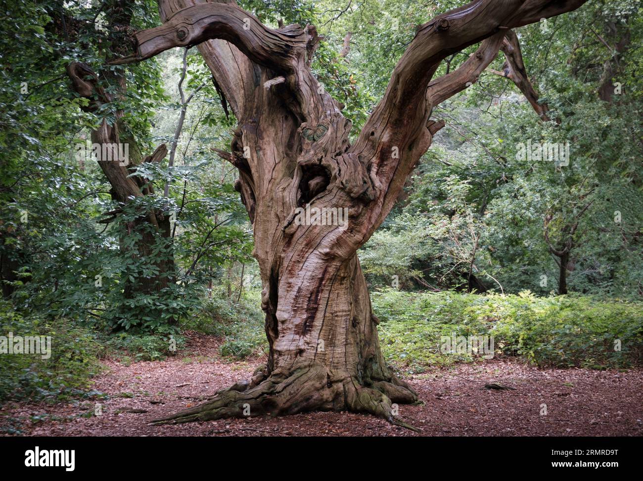 Old Master of the woodland. Ancient leafless giant Oak trees still ...