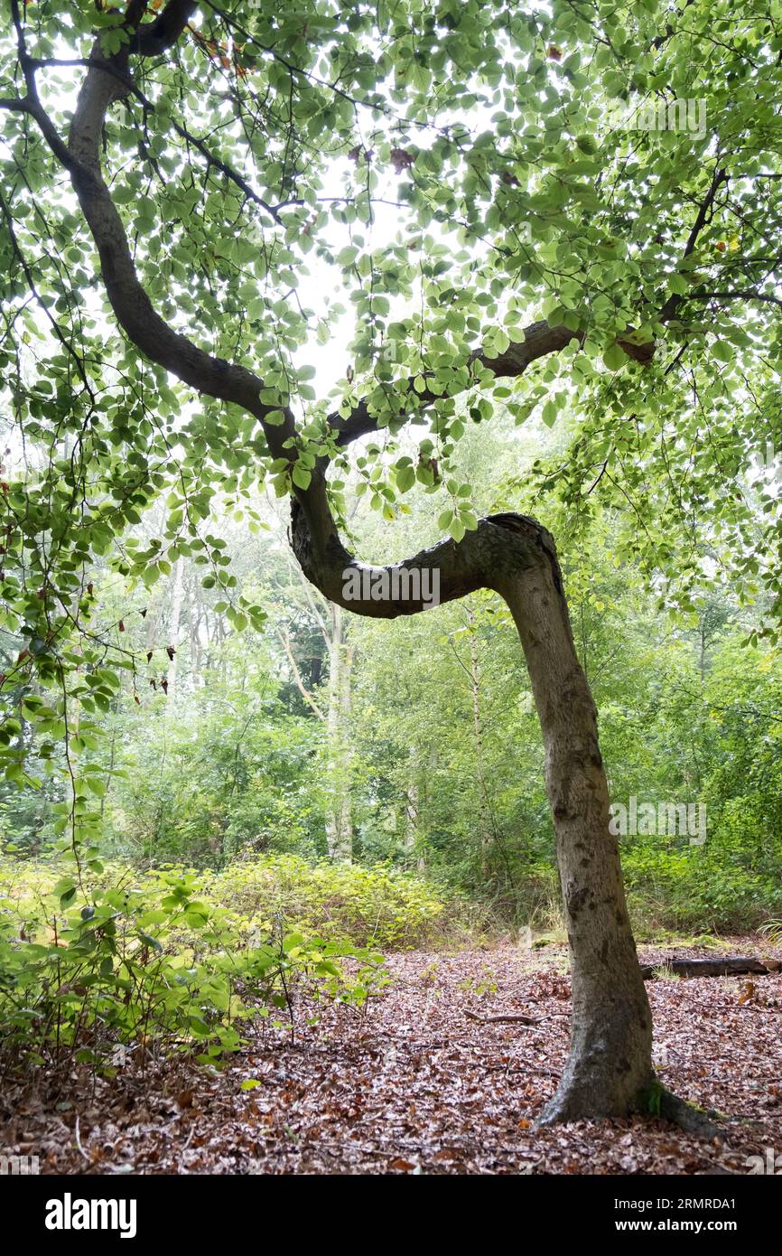 A bent and twisted Beech tree standing in a lush green woodland ...