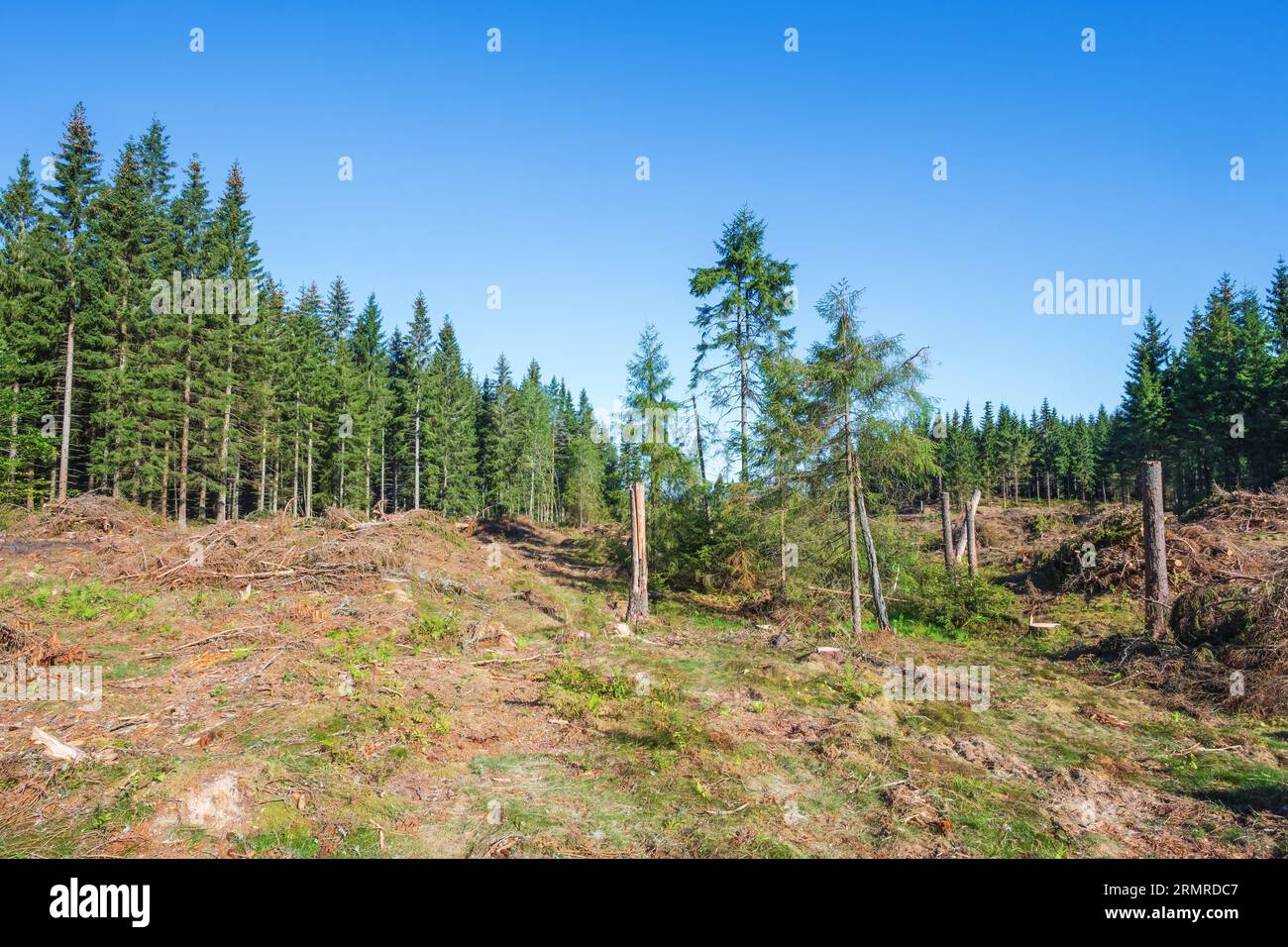 Deforestation of boreal forest hi-res stock photography and images - Alamy
