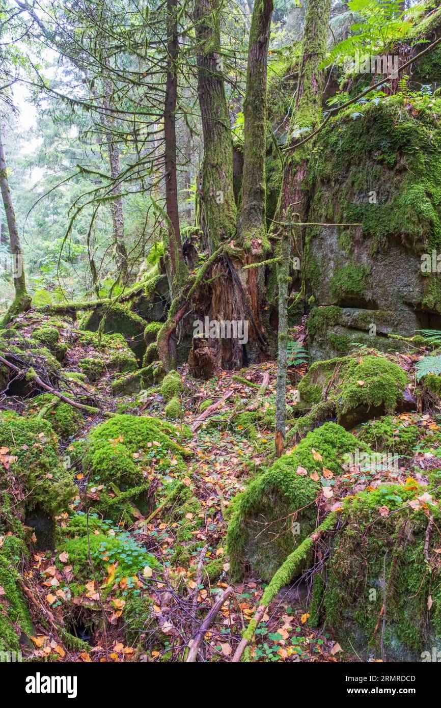 Ravine in a an old growth coniferous forest with mossy rocks Stock ...
