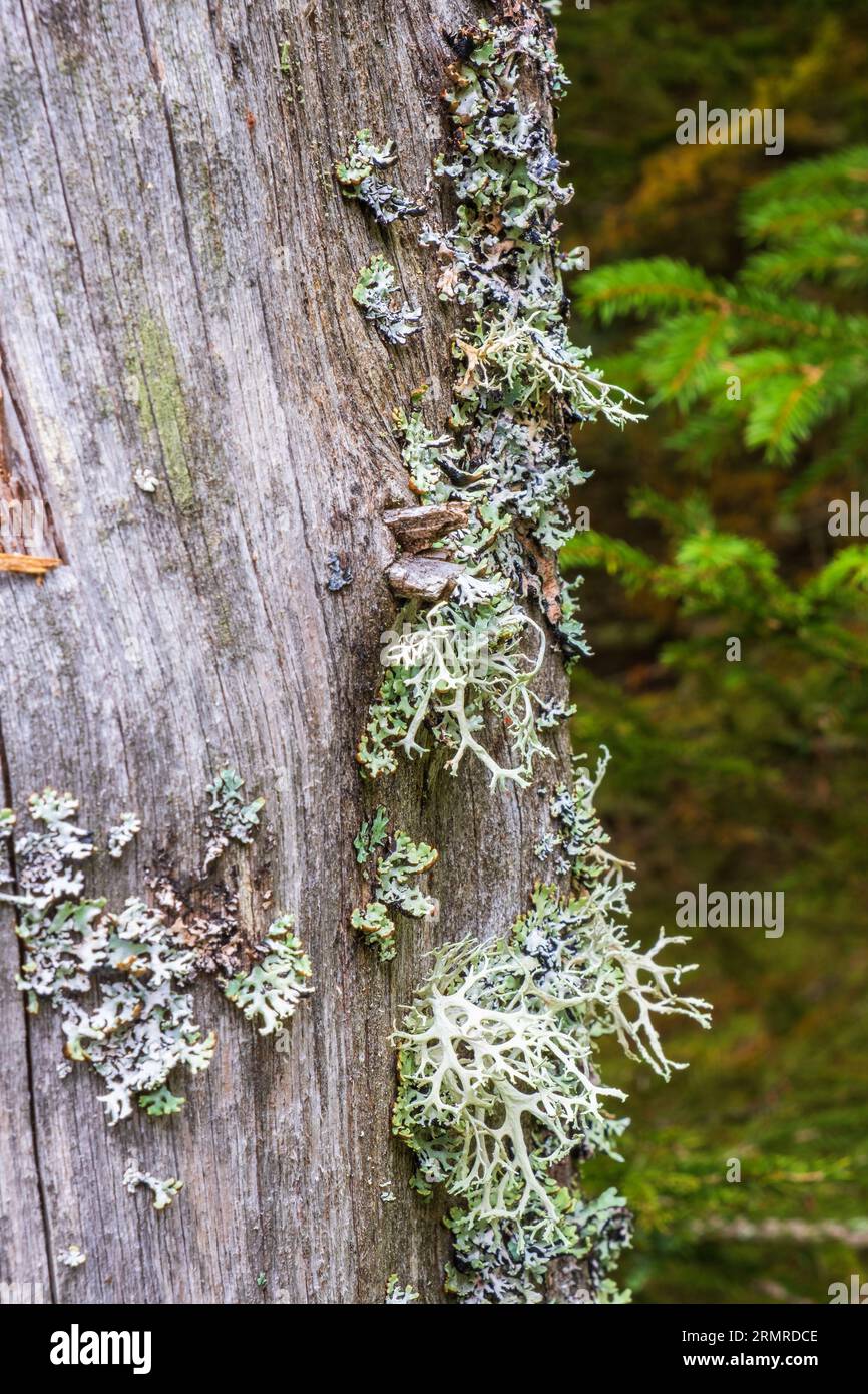 Lichens growing on a old tree trunk Stock Photo - Alamy