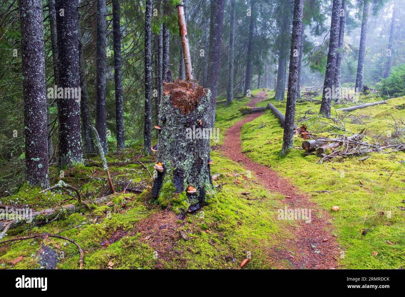Tree stump by a winding path in the forest Stock Photo - Alamy