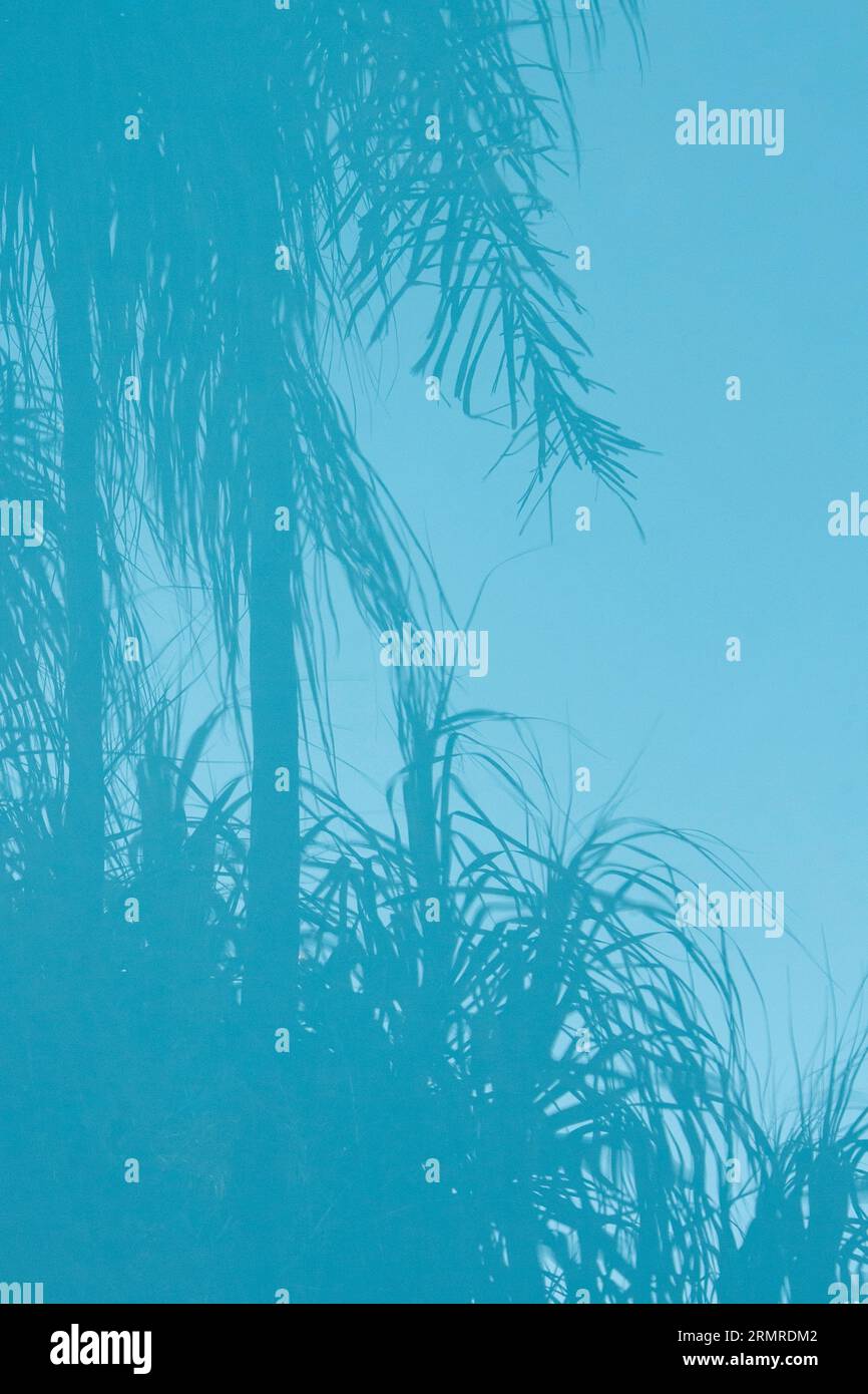 Palm tree and frond reflections in a blue pool Stock Photo - Alamy