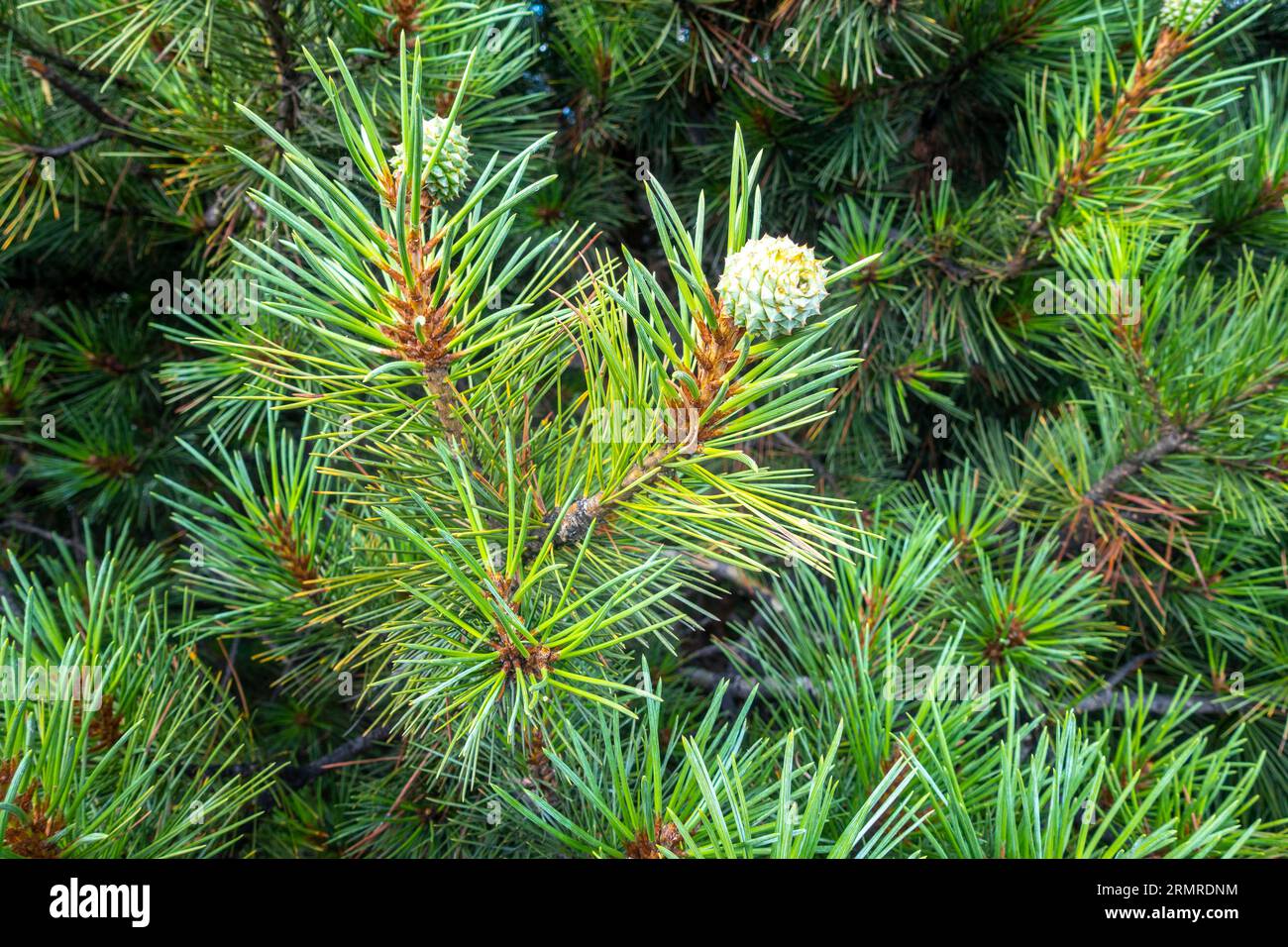 Detailed close-up: leaves & young fruit buds of Pinus roxburghii ...
