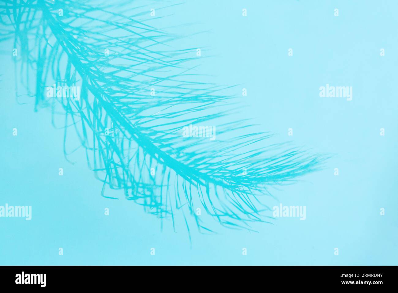 Palm frond background hi-res stock photography and images - Alamy