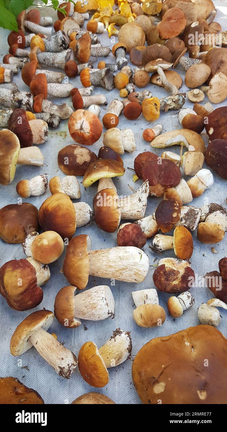 Picking badius boletus hi-res stock photography and images - Alamy