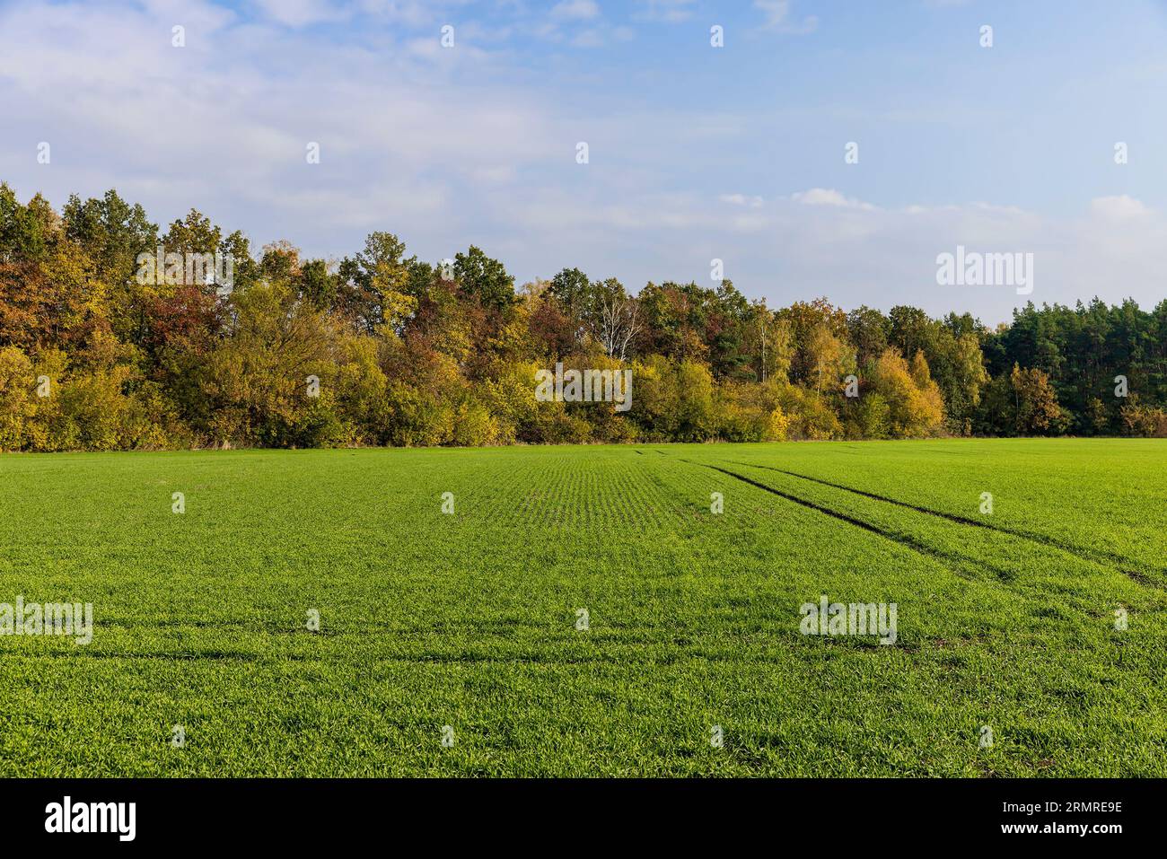 Autumn foliage on trees during its color change, beautiful autumn ...