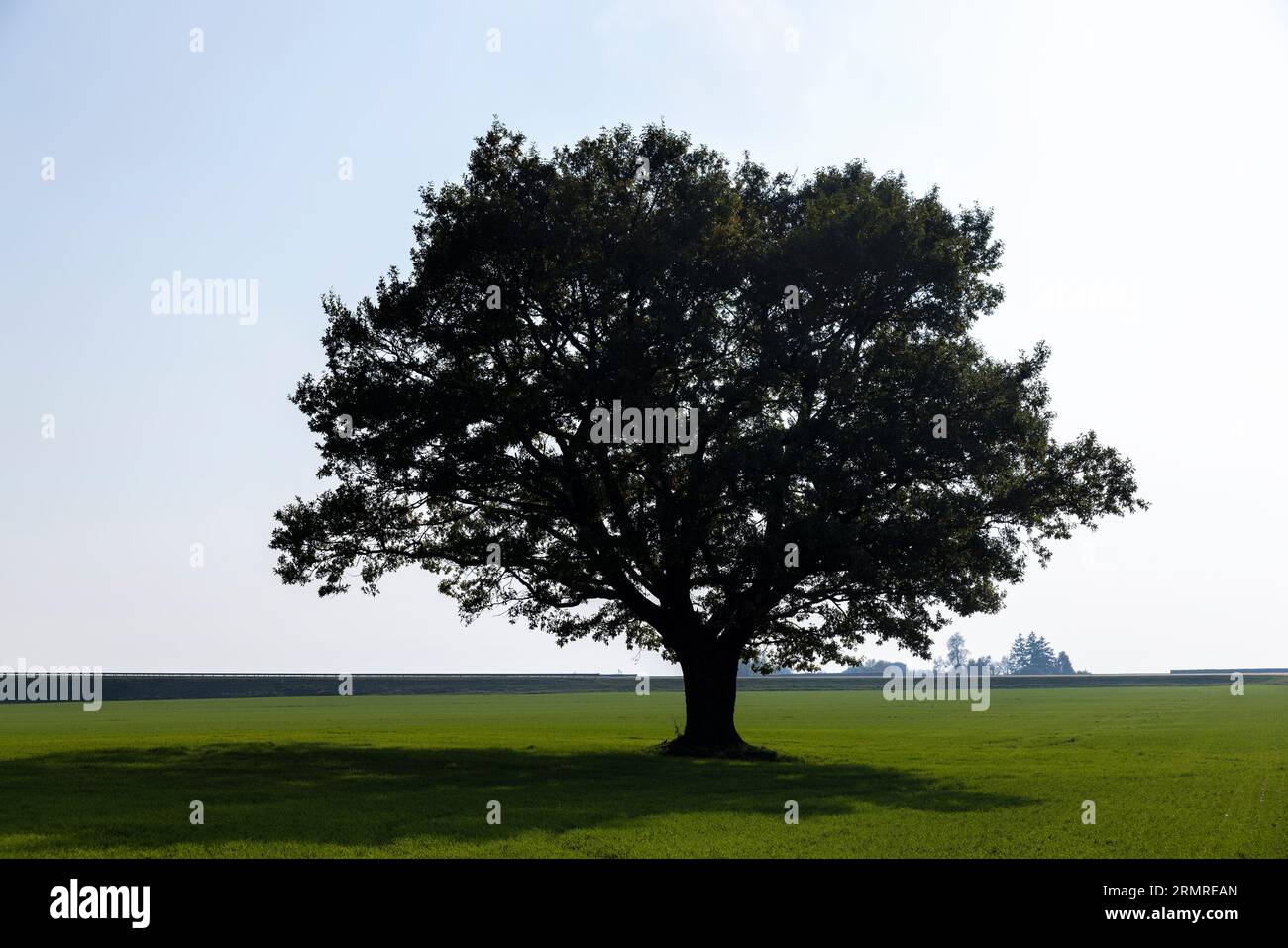 Changes in oak foliage in early autumn, changes in the color of the ...