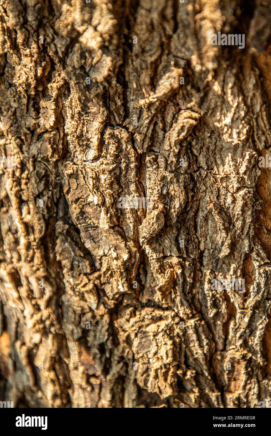 Brown Bark texture Background Stock Photo - Alamy