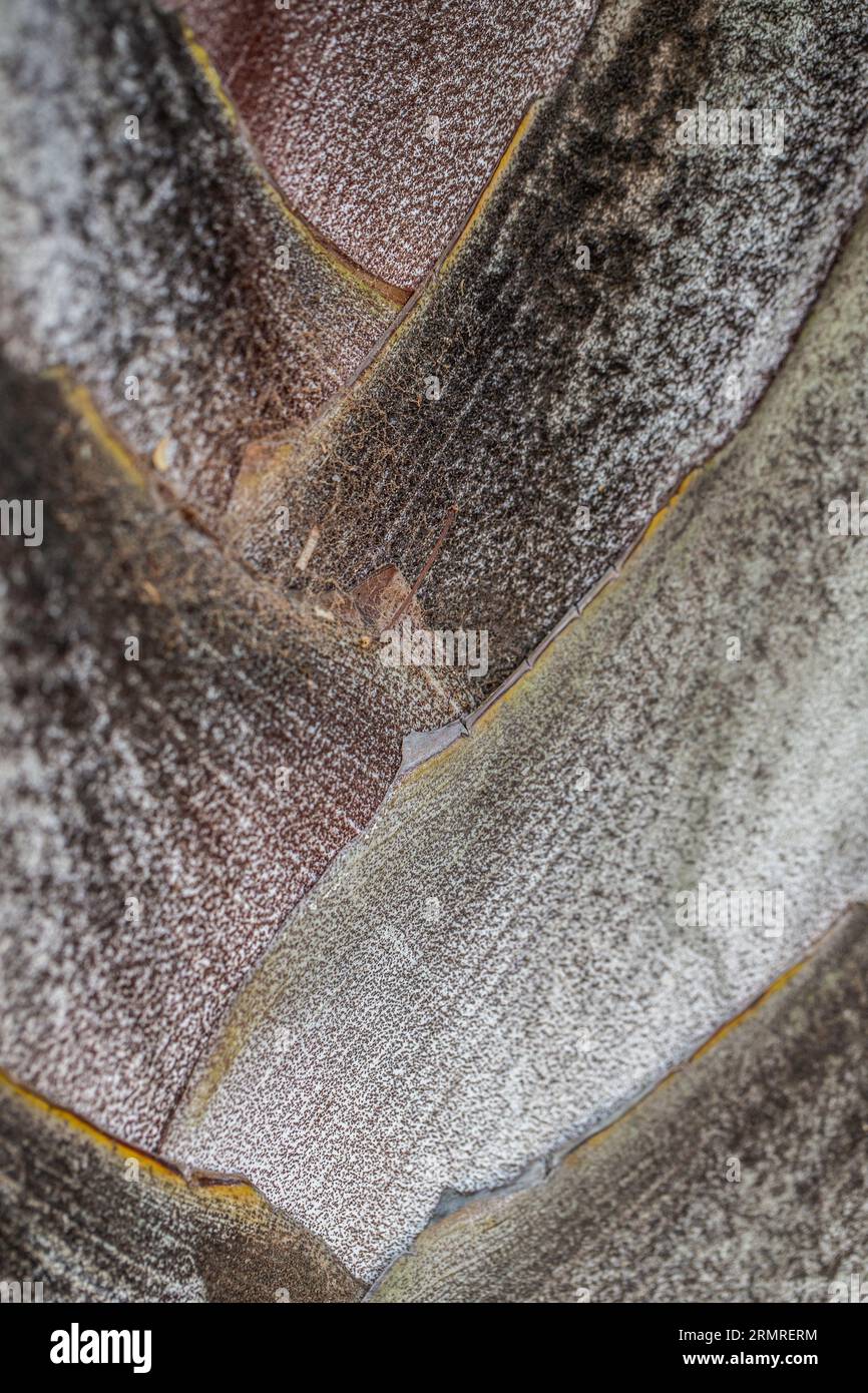 Fan Palm tree bark texture Stock Photo - Alamy