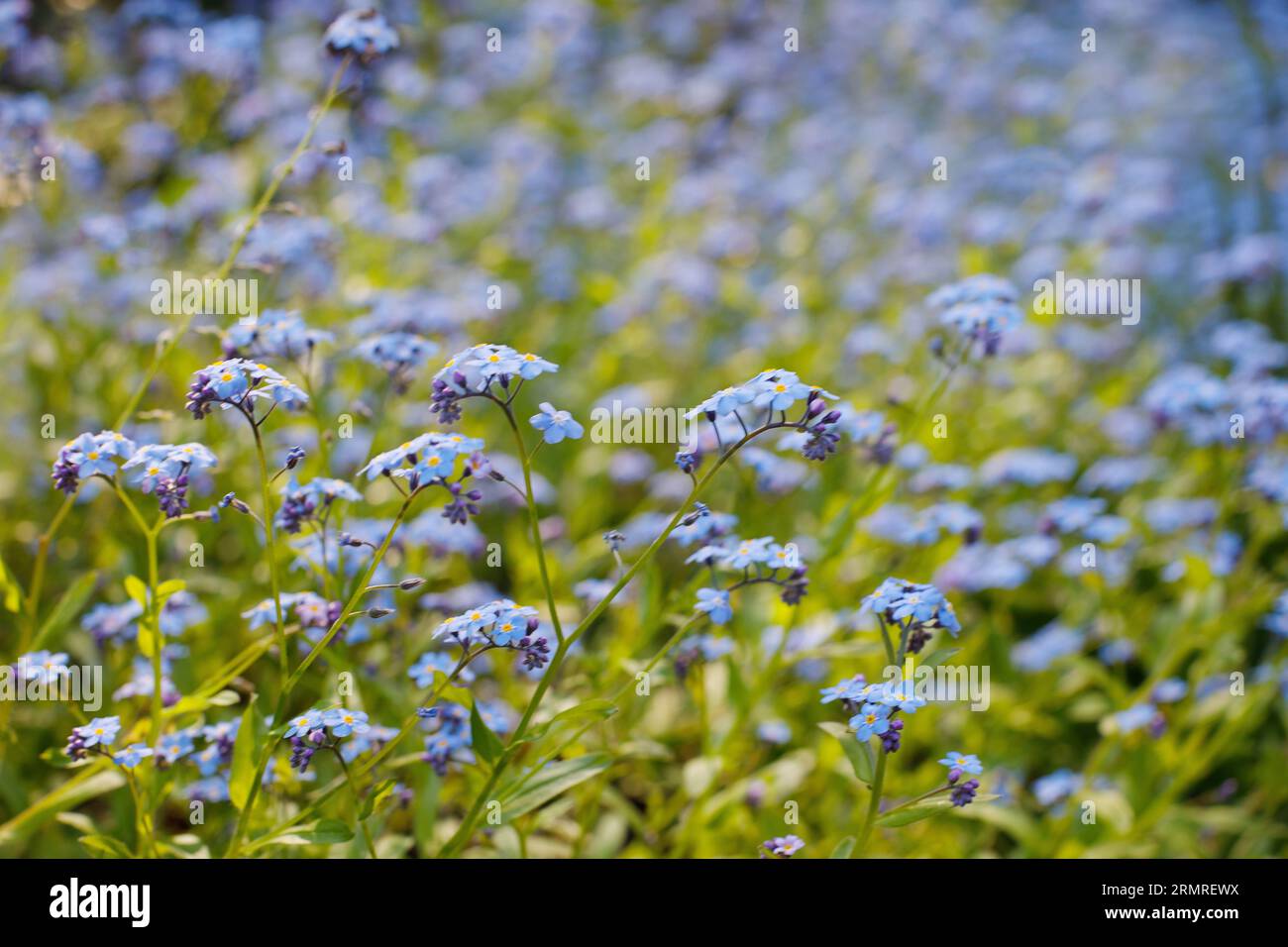 Blue wild forget-me-not flower, summer blue colour background Stock ...