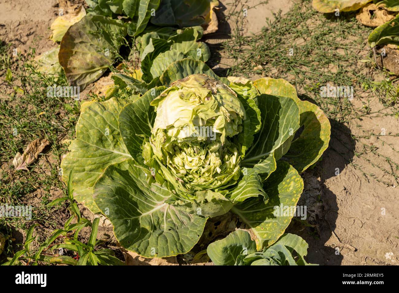 A field with damaged cabbage in the summer season, damaged and ...