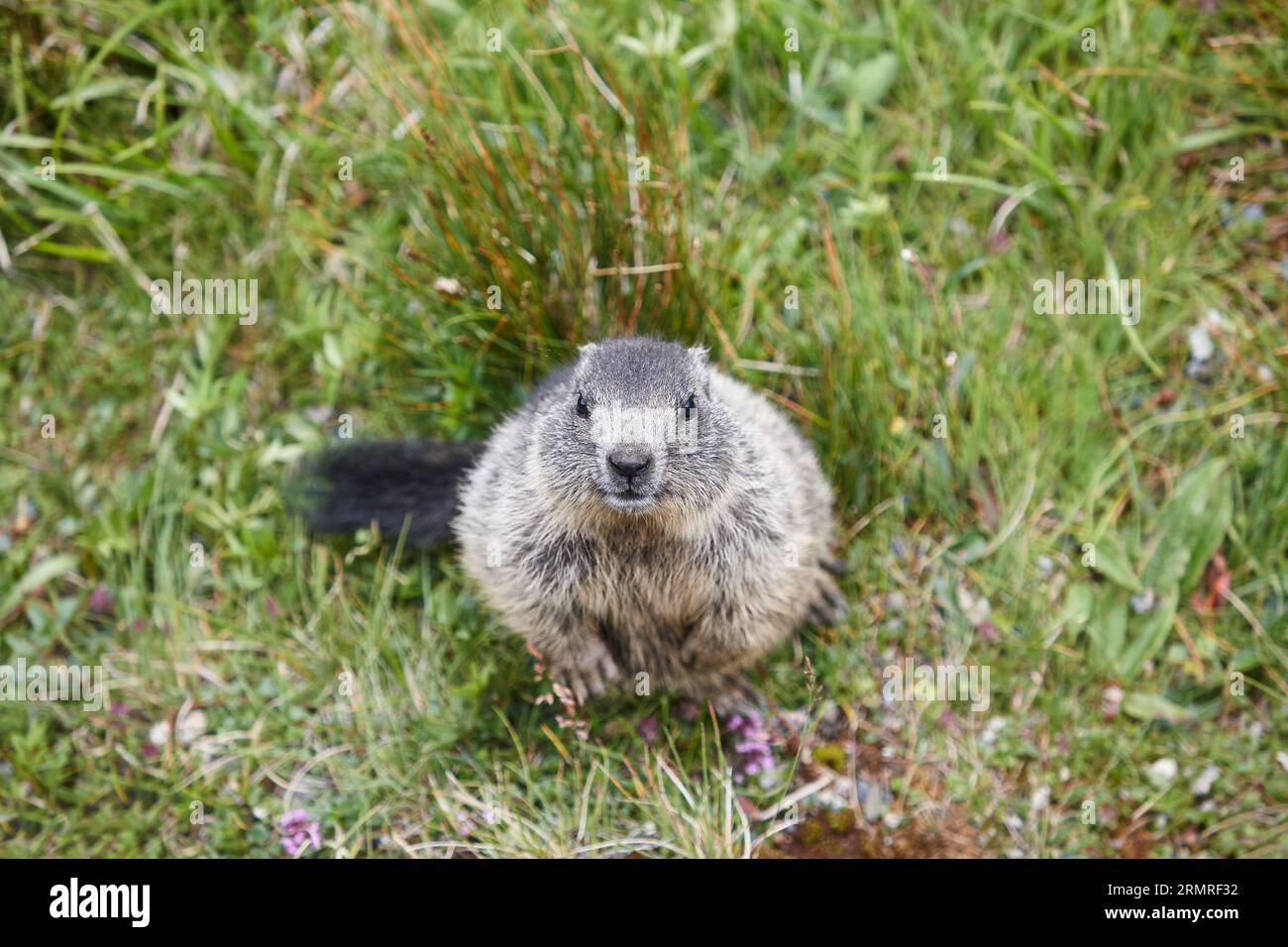Groundhog sitting on the ground looking at camera. Wildlife ...