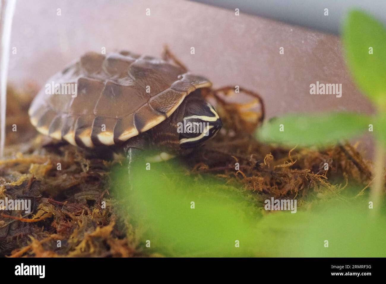Close up is baby freshwater turtle at Thailand Stock Photo - Alamy