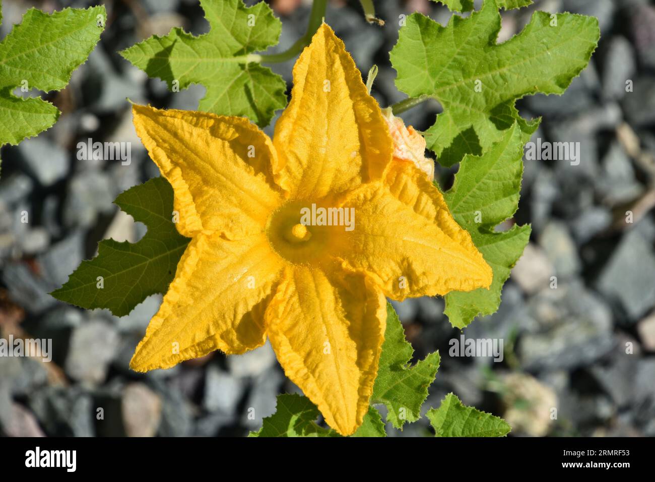 Vegetable garden with zuchini flower blossoms in bloom, waiting for ...
