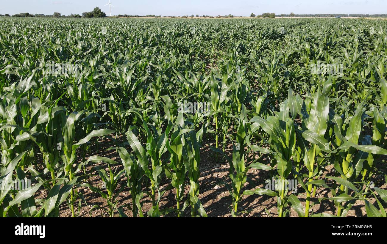 An outdoor landscape featuring a lush field of tall corn plants Stock ...