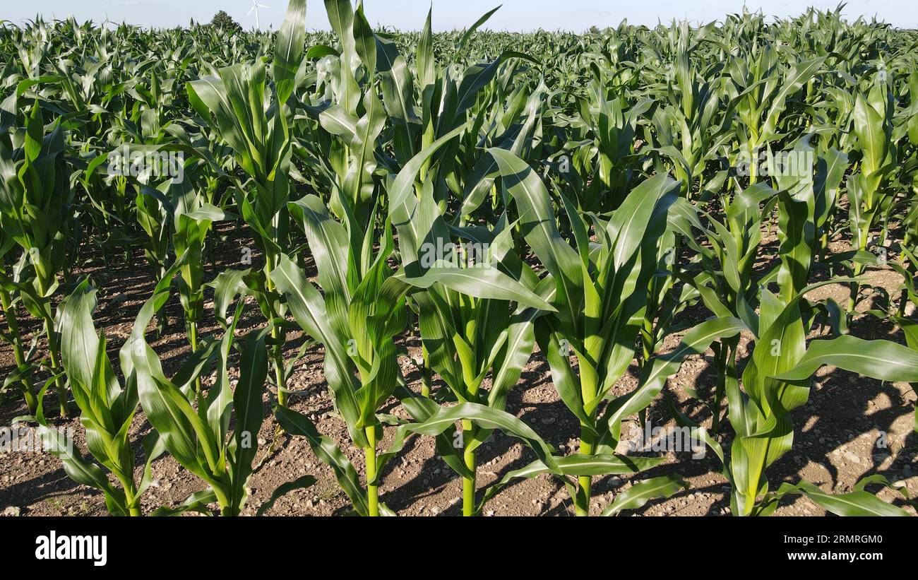 An outdoor landscape featuring a lush field of tall corn plants Stock ...