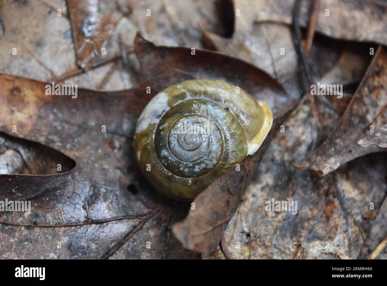 Medium size green land snail in a spiral shell on old leaves Stock ...