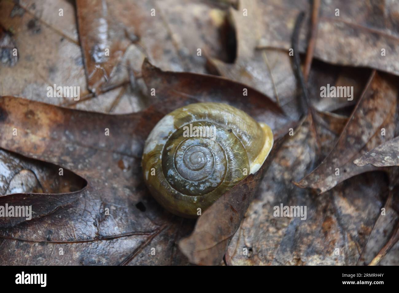 Dead land snail hi-res stock photography and images - Alamy
