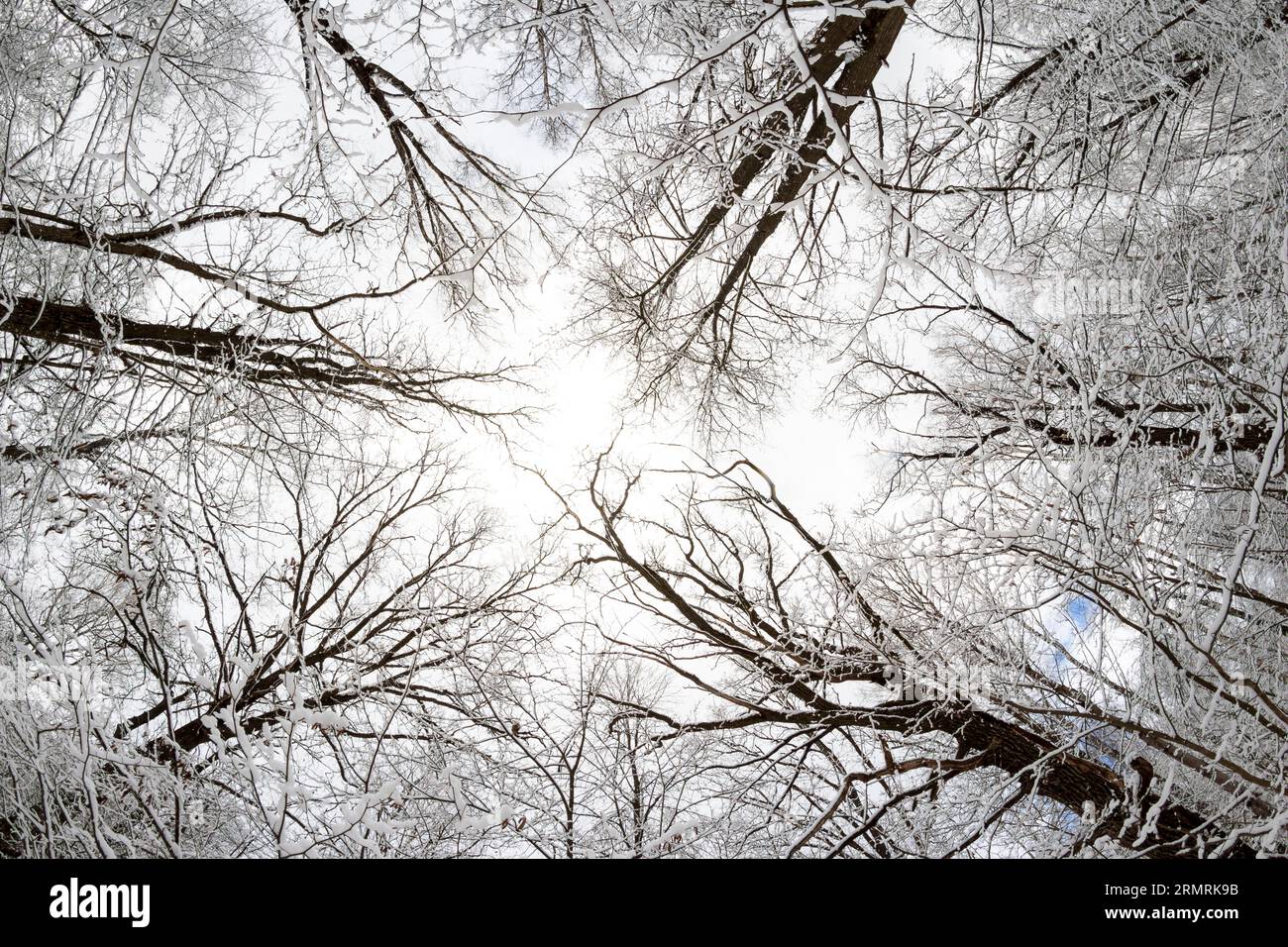 Crowns of trees in a snowy winter forest closing overhead Stock Photo ...