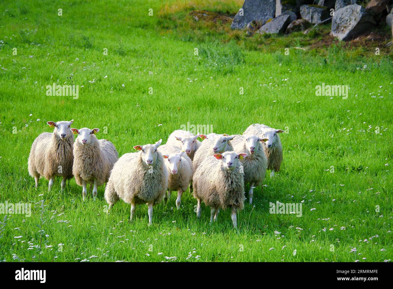 Flock of sheep on a green meadow of grass. Scandinavian landscape. Farm animal with wool. Animal ...