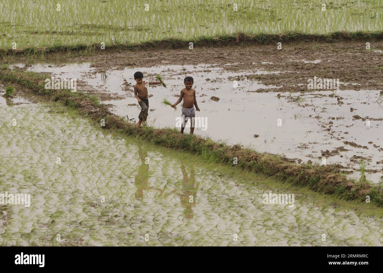Agricultural paddy field embankment hi-res stock photography and images ...