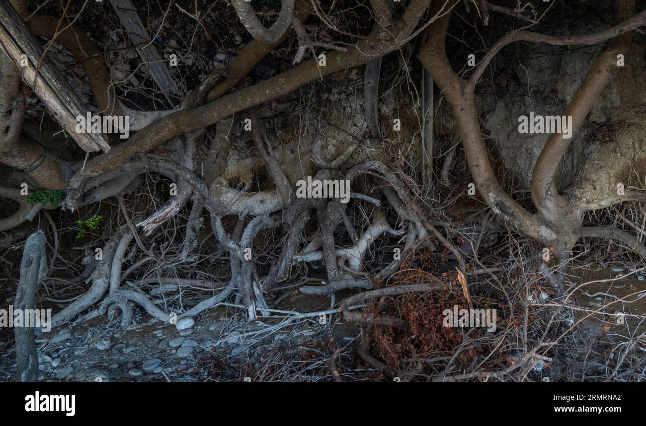 The roots of different trees and bushes intertwined underground on the ...