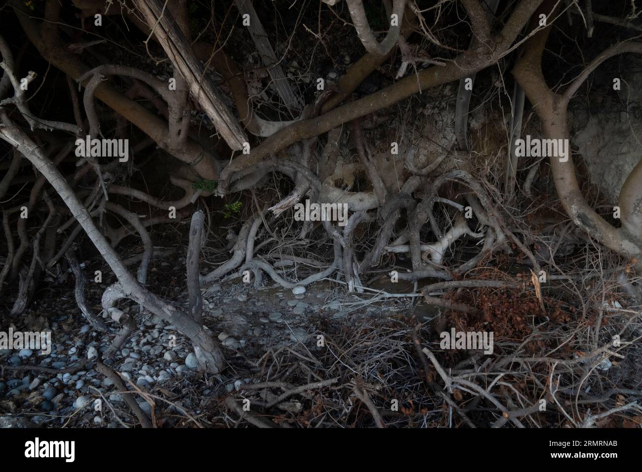 The roots of different trees and bushes intertwined underground on the ...