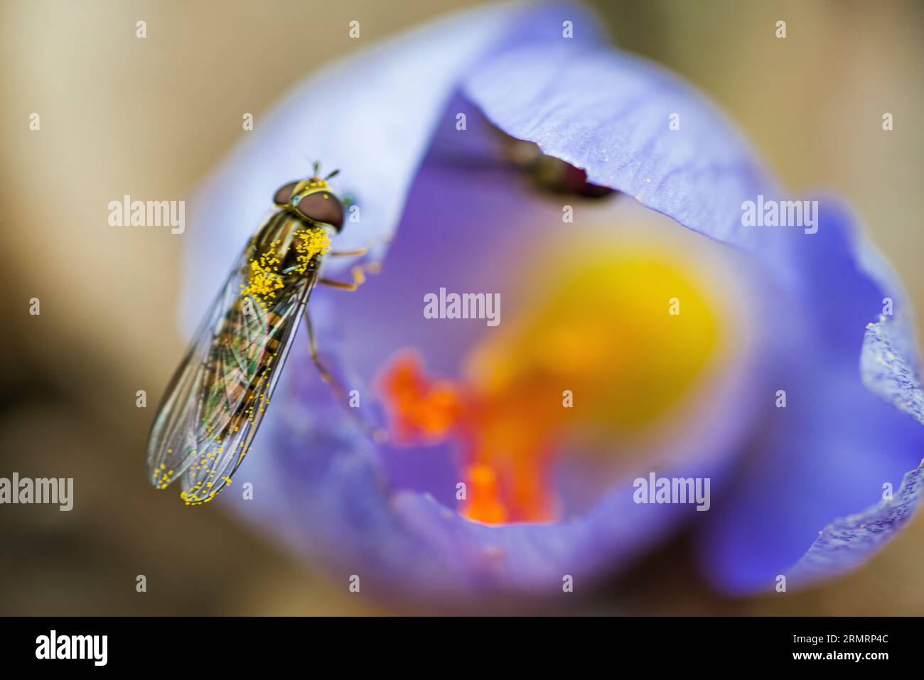A fly, pollinating the crocus flower, from which the saffron is ...