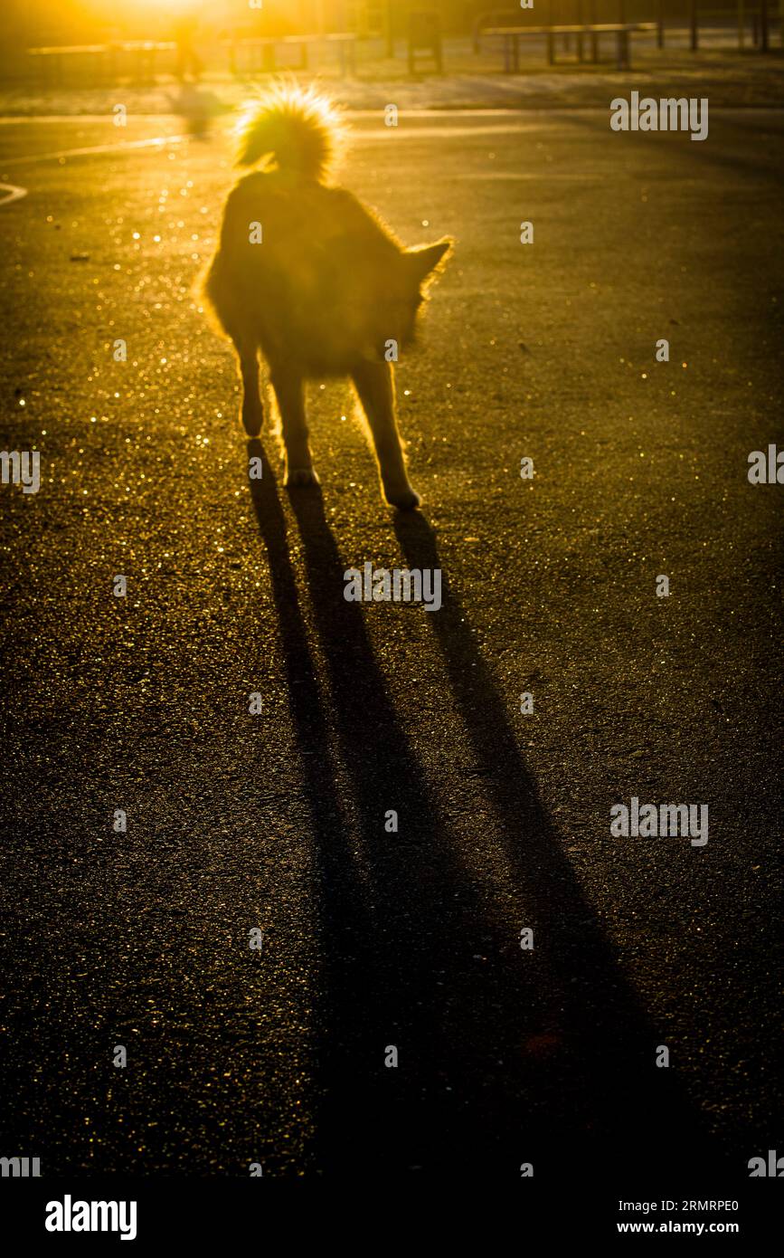 Dog at sunrise hi-res stock photography and images - Alamy