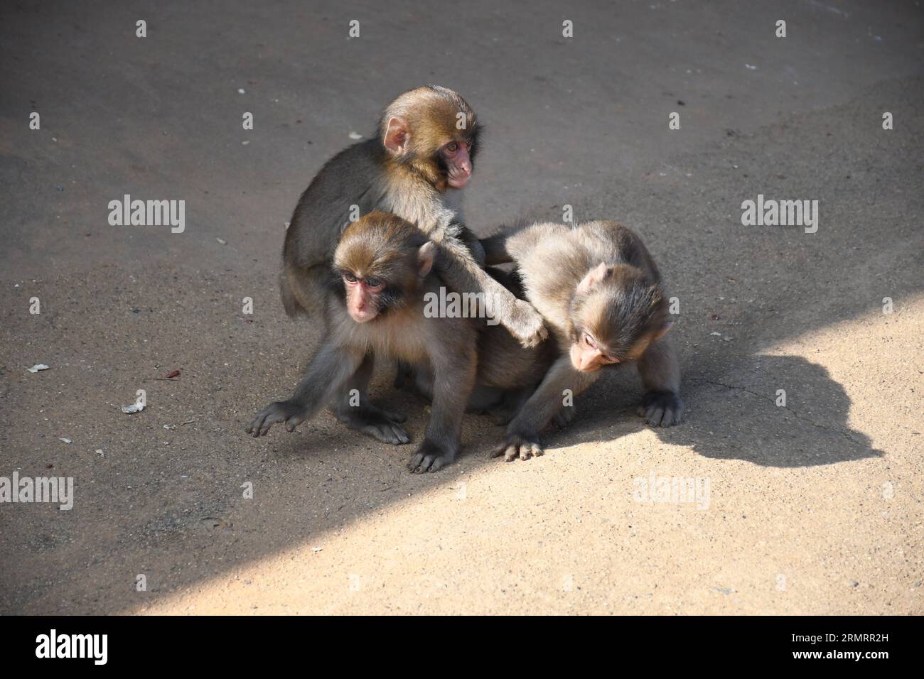 The adorable Japanese Macaque monkeys, also known as Snow Monkeys, in ...