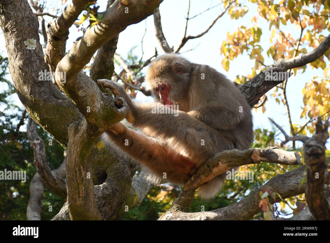 An adorable Japanese Macaque monkey, also known as Snow Monkey, in ...