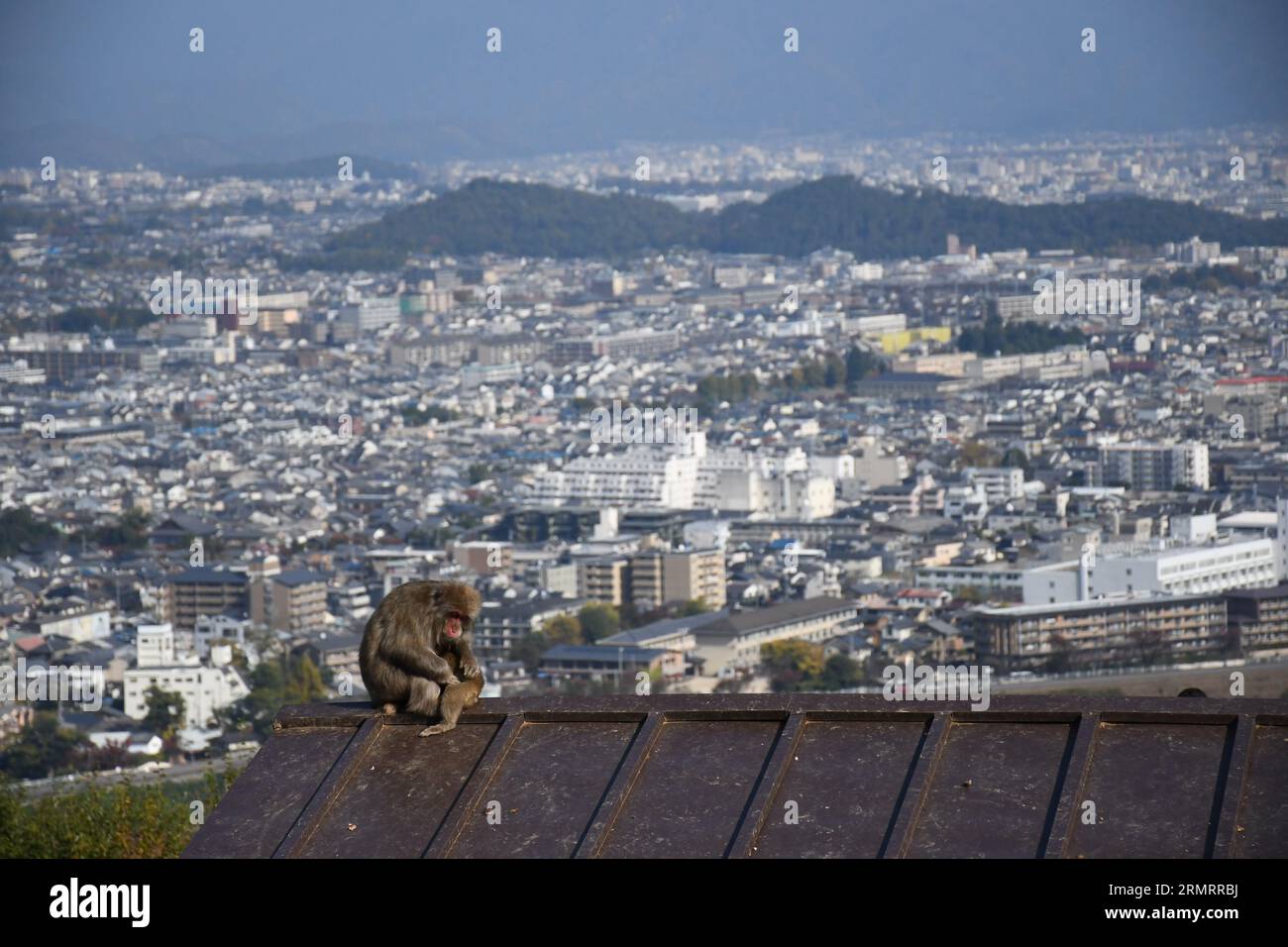 Monkeys in japan city hi-res stock photography and images - Alamy