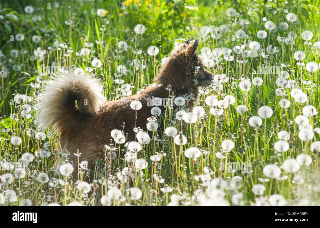 Dog dandelion hi-res stock photography and images - Alamy