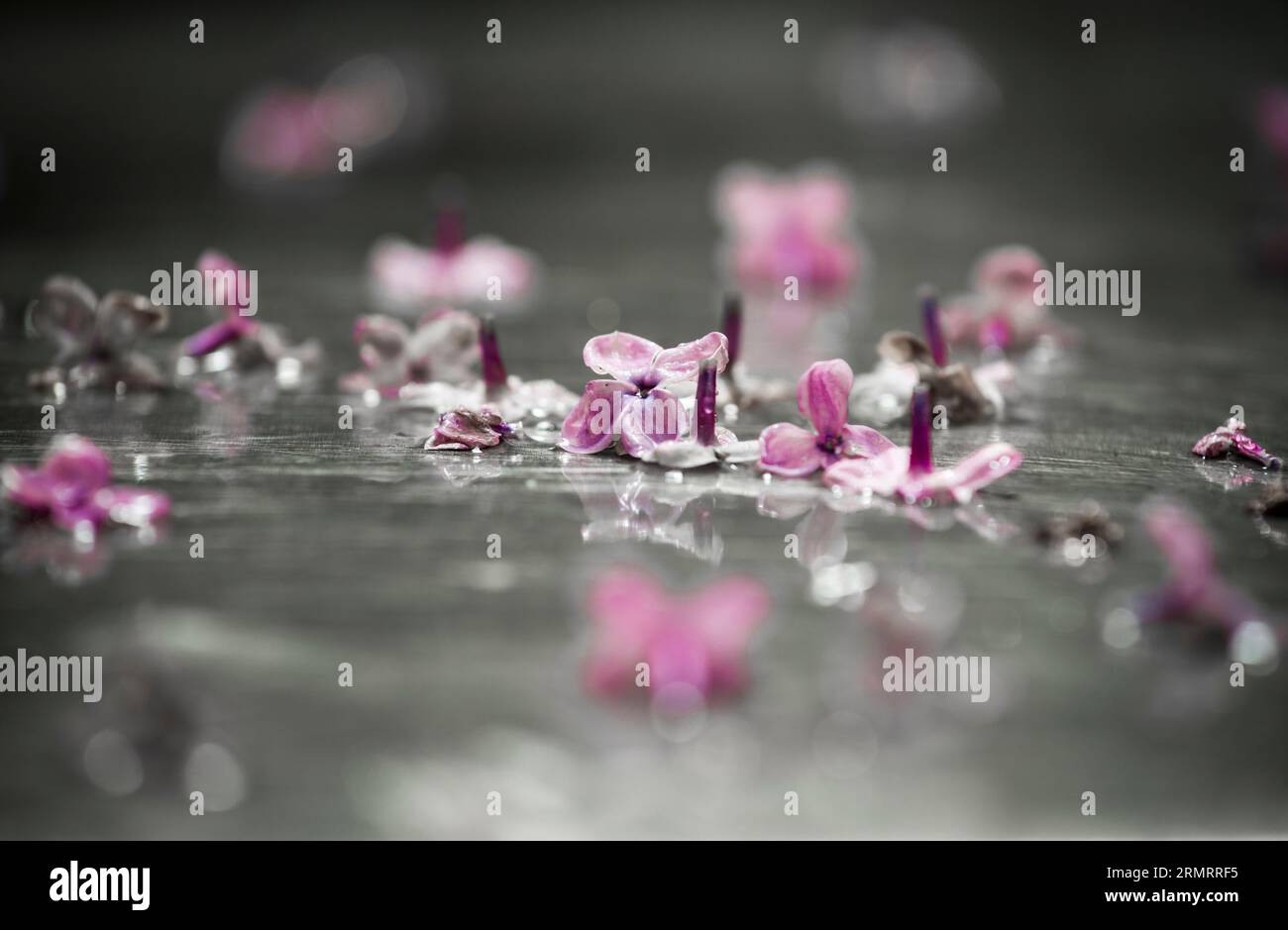 Lilac surface hi-res stock photography and images - Alamy