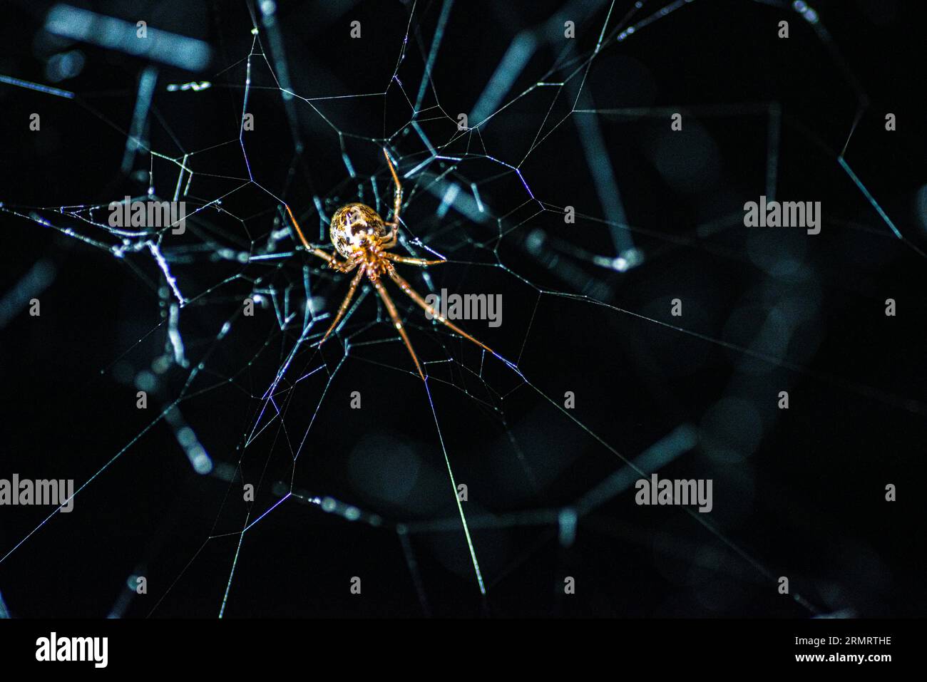 A hunting spider, with legs, controlling main directions of the web ...