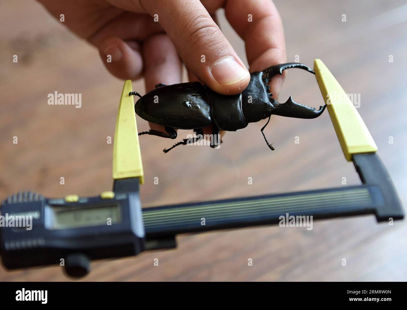 Store room beetles hi-res stock photography and images - Alamy