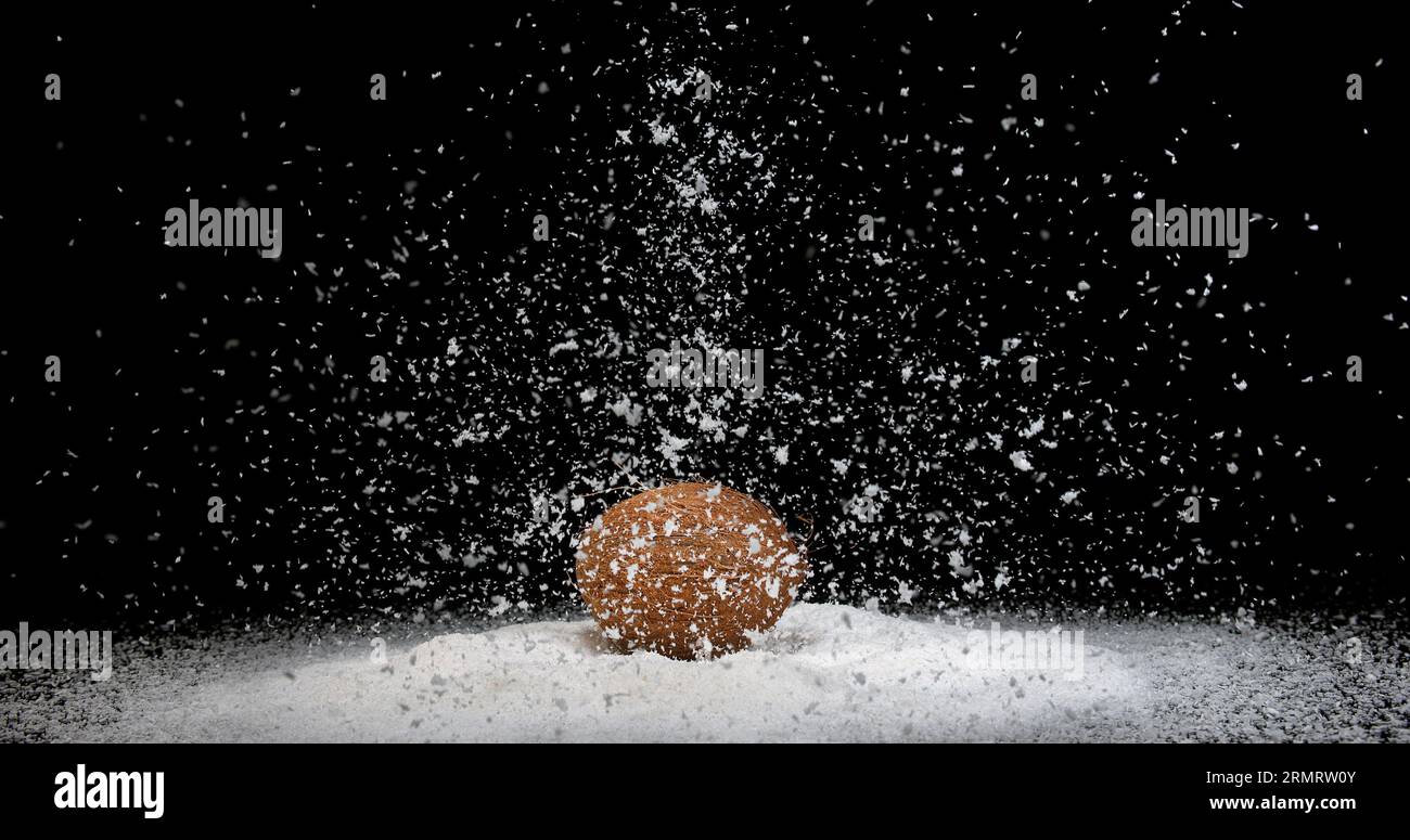 Coconut, cocos nucifera, Fruit and Powder Exploding against Black ...