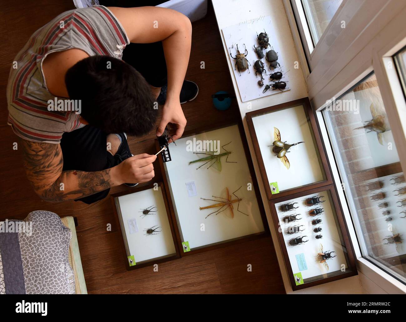 Breeding room hi-res stock photography and images - Alamy