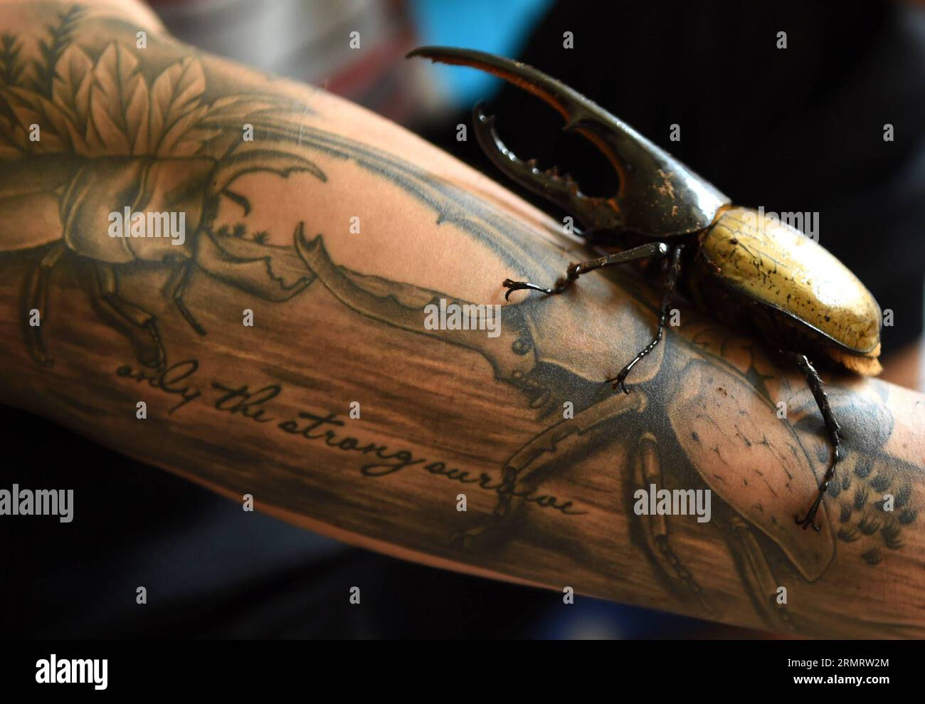 Store room beetles hi-res stock photography and images - Alamy