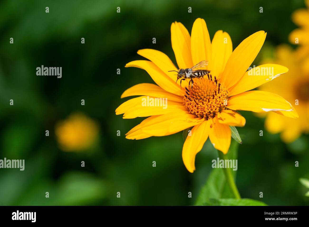 Bee pollinating on yellow hi-res stock photography and images - Alamy