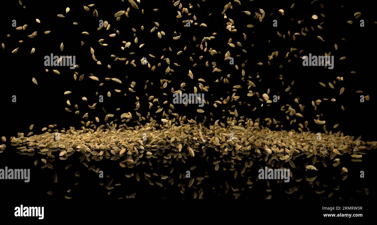 Cardamom, elettaria Cardamomum, spice falling against Black Background ...