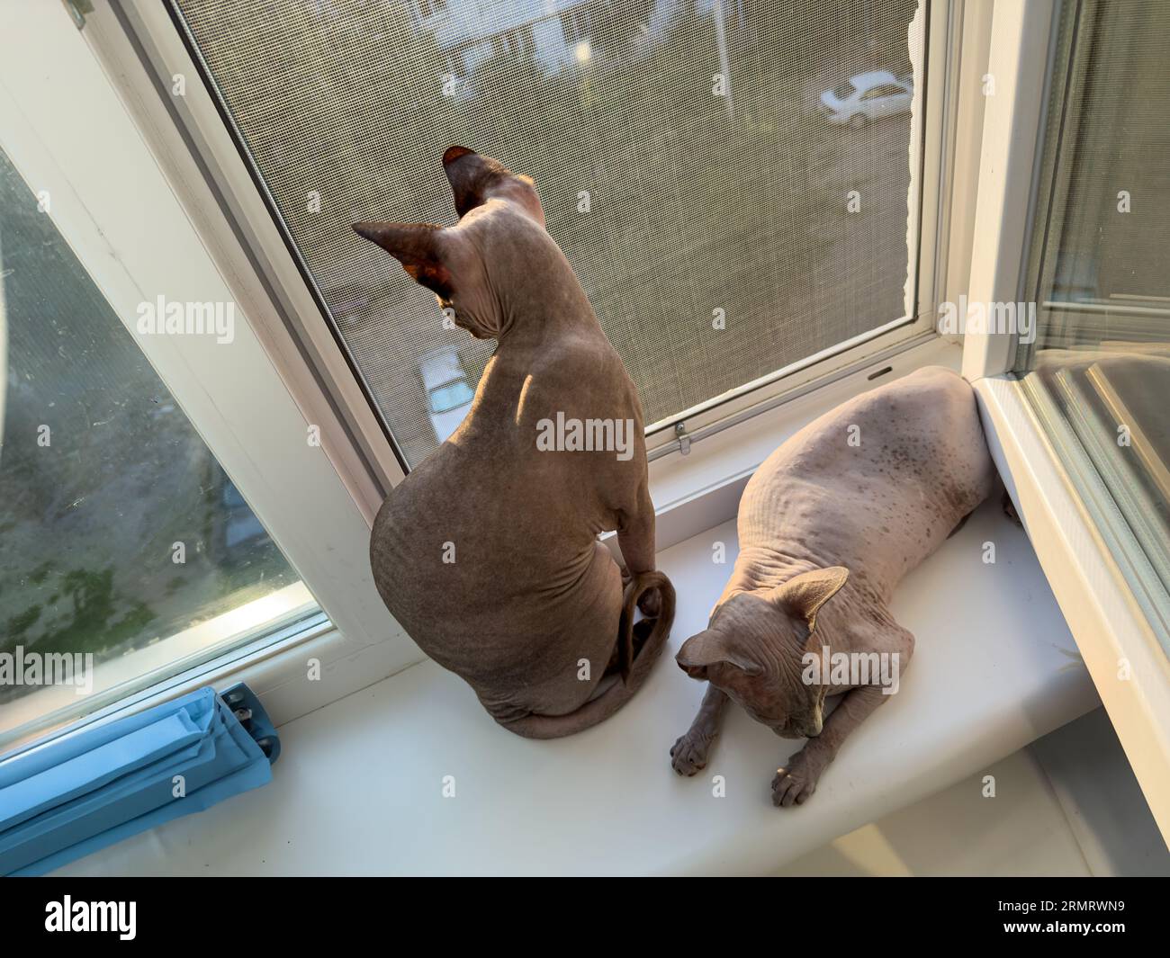 The kitties are sitting on the windowsill . Sphinx cats on the window ...