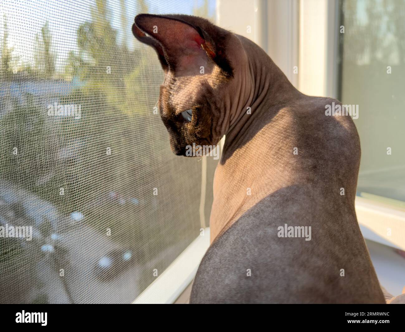 Kitty's looking out the window. Sphinx cats on the window Stock Photo ...